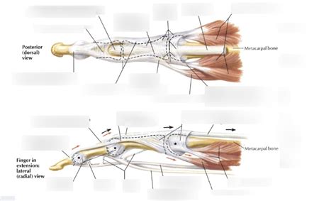 Extensor Hood Diagram Diagram Quizlet