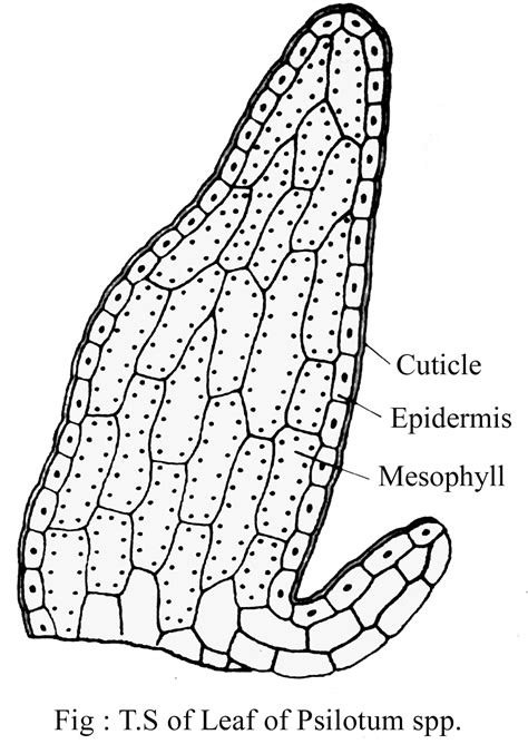 Psilotum Classification Structure Of Sporophyte Reproduction Structure Of Gametophyte And