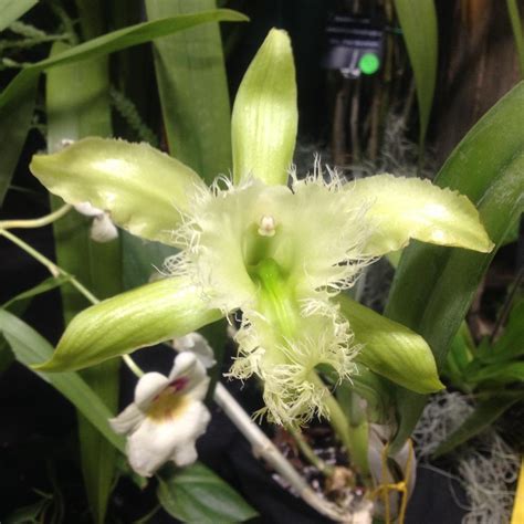 Orchid Rhyncholaelia Digbyana Mrs Chase Garden Org