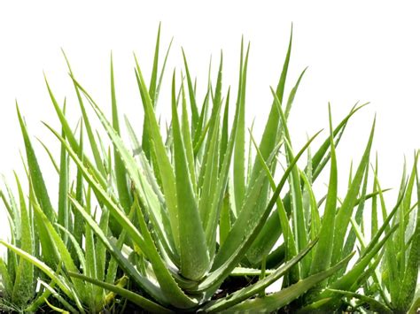 How To Propagate Aloe Vera From Leaf Step By Step Guide Plants Gardener