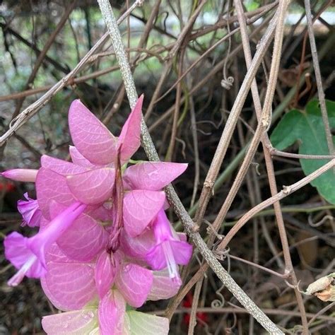 Ipomoea Bracteata Plant Care And How To Grow Water