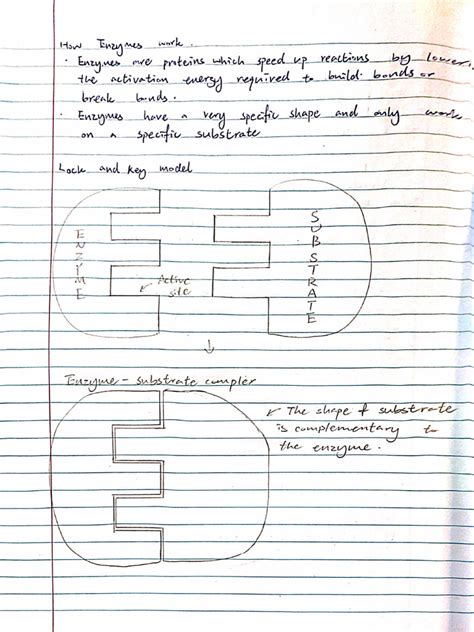 Edexcel Igcse Bio Notes Pdf