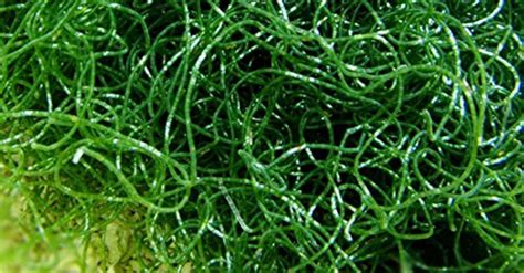 Live Plants 1 2 Cup Aquaculture Nursery Farms Chaetomorpha Macro Algae