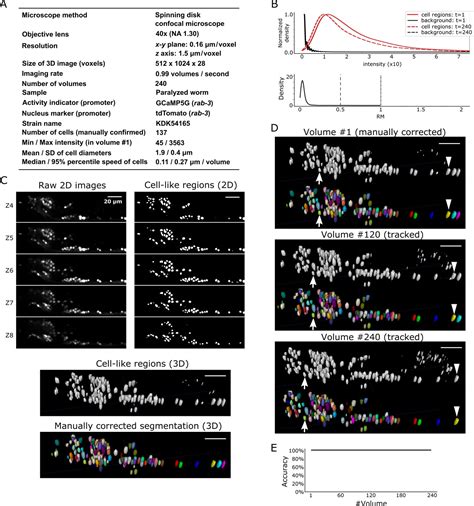Figures And Data In 3deecelltracker A Deep Learning Based Pipeline For Segmenting And Tracking
