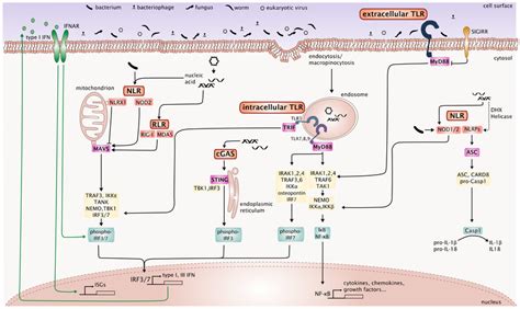 Mamppamp Sensing Pathways In The Intestine Several Prrs Are Involved Download Scientific