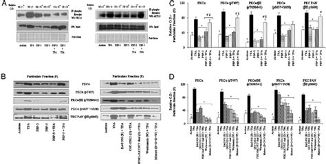 Effect Of Pbp 3 Or Pbp 5 On Tpa Induced Levels And Activity Of Pkc And