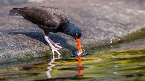 Black Oystercatcher Audubon Field Guide