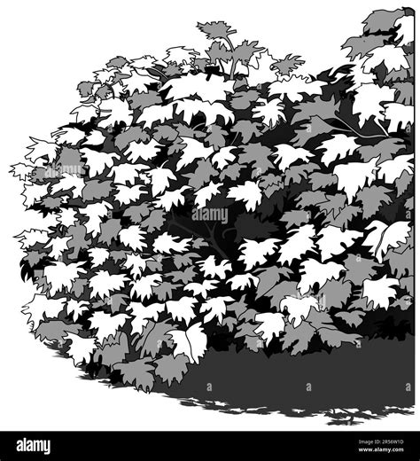 Drawing Of A Dense Deciduous Shrub Stock Vector Image And Art Alamy