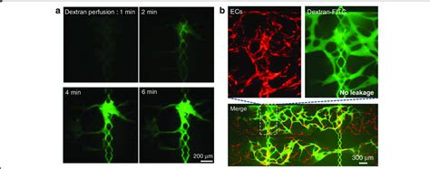 70 Kda Fitc Dextran Perfusion Demonstrated The Tight Interconnections
