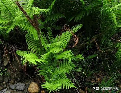 4種秀氣雅致的蕨類植物，有花園的可以在花園裡種一種，很有韻味 每日頭條