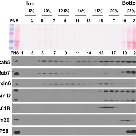 Subcellular Fractionation With Optiprep™ Download Scientific Diagram