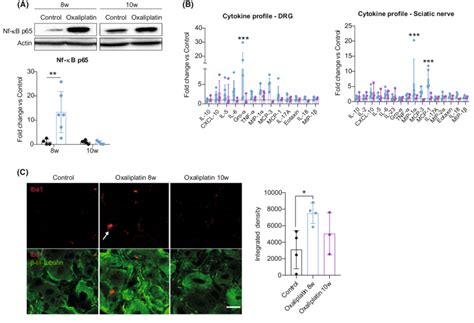 Oxaliplatin Treatment Induces A Pro Inflammatory Response To Mice