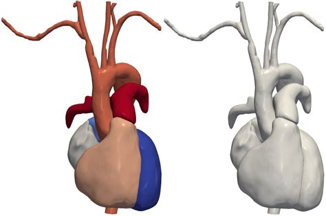 Combinging Vascular And Cardiac Models Into One Numi Sveinsson Cepero