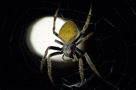 Central Florida Yellow Spider With Small Dark Dots On Abdomen