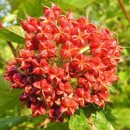 Пузыреплодник калинолистный Лютеус (Physocarpus opulifolius Luteus ...