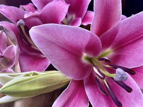 When And How To Separate And Transplant Lilies Hunker