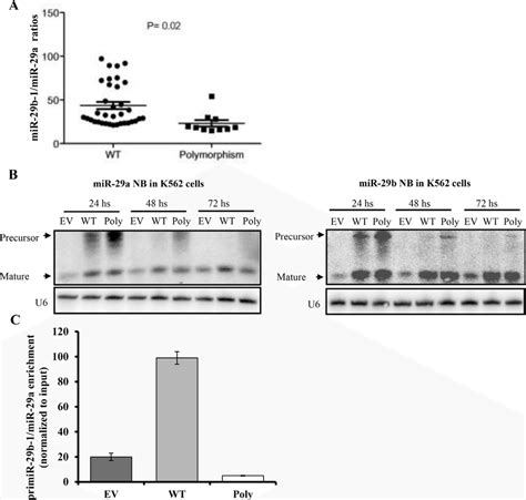 The Mir 29b 1mir 29a Cluster Processing Is Affected By The T Base