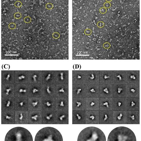 Negative Staining Transmission Electron Microscopic Analysis Of Ha