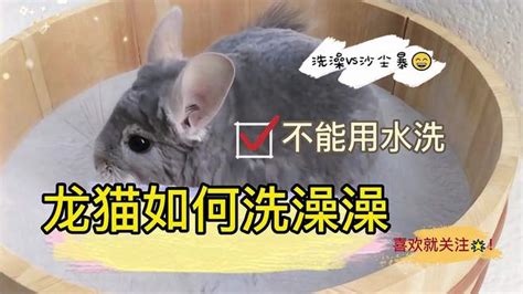 龙猫是如何洗澡澡的切记千万不能用水 萌宠视频 搜狐视频