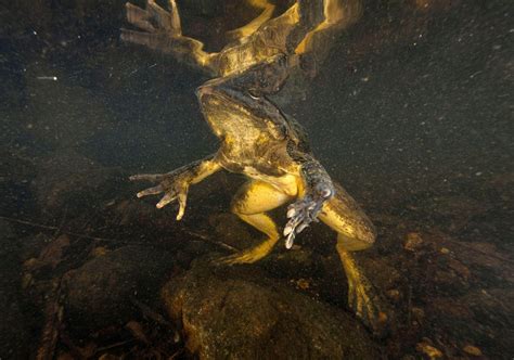 Goliath Frog Size Habitat Diet And Facts Britannica