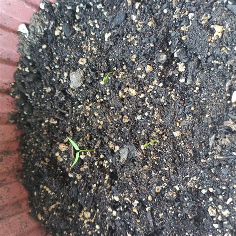 Frosted Explosion Panicum Elegans Ornamental Grass 100 Seeds Etsy