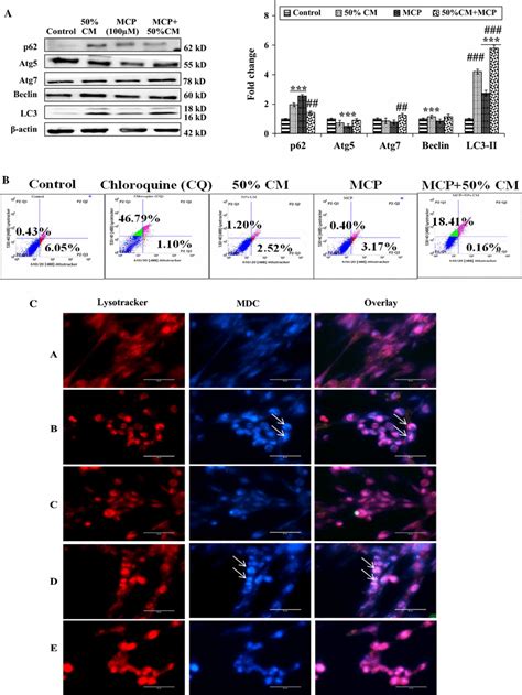 Autophagy Activation In Response To 50 Cm Of Differentiated Pc12