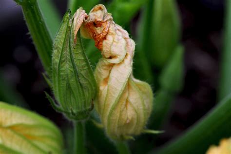 Sex And The Single Zucchini