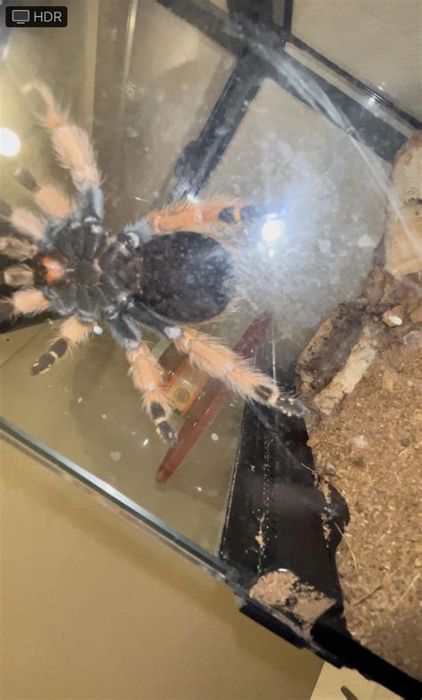 Is It Me Or Are Fire Legs Hard To Sex R Tarantulas