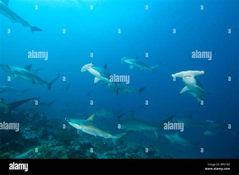 Scalloped Hammerhead Sharks Sphyrna Lewini Malpelo East Pacific