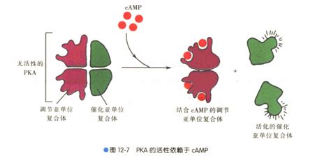 Camp信号通路图册360百科
