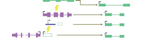 Evolution Of The Noncoding Genome Ulitsky Lab