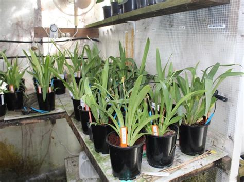 Fernwood Nz Tree Fern Fibre 6 Months Into Orchid Growing Trial