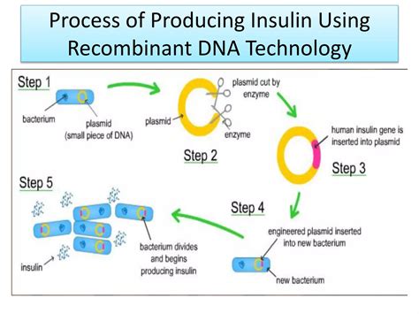 Insulin Production By Genetic Engineering Pptx