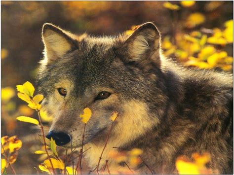 LE LOUP SE CACHE DANS LES GENETS