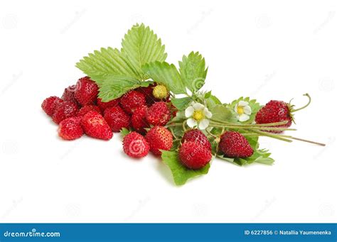 Walderdbeeren Stockfoto Bild Von Frisch Beeren Blatt 6227856