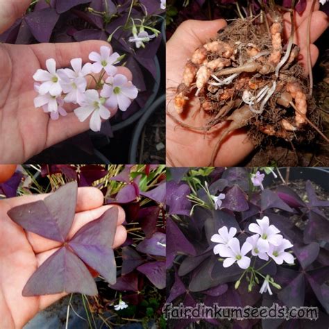 Purple Shamrock Clover Oxalis Triangularis Regnellii Bulbs Fair