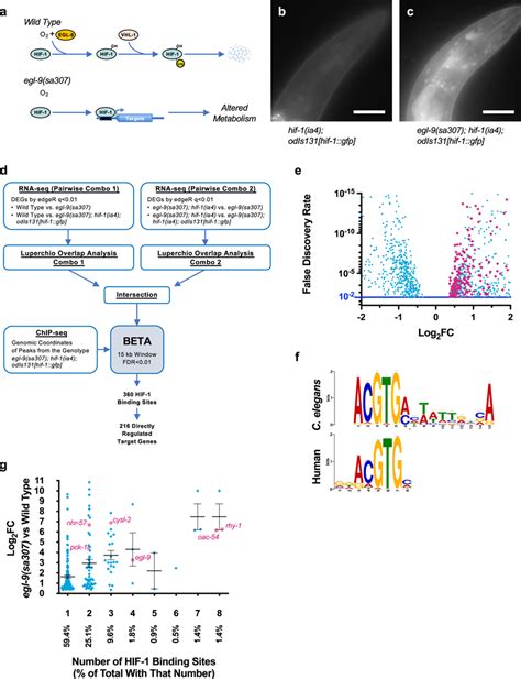 Identifying Genes Directly Regulated By Hif 1 A Diagram Of The Hypoxia