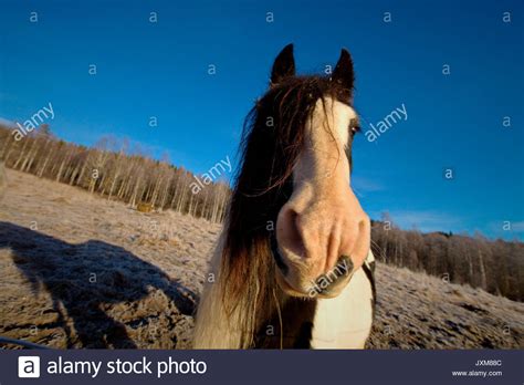 Irish Tinker Pferd Fotos Und Bildmaterial In Hoher Auflösung Alamy