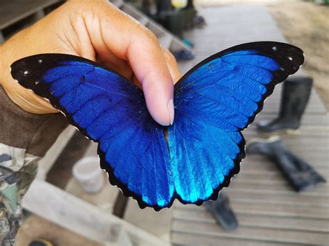 What Is The Scientific Name For The Blue Morpho Butterfly At William