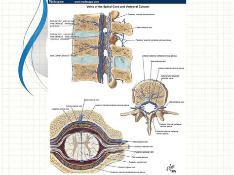 Plexo Venoso De Batson