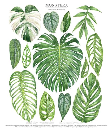 Monstera Illustration Plant Illustration Philodendron Plant Monstera