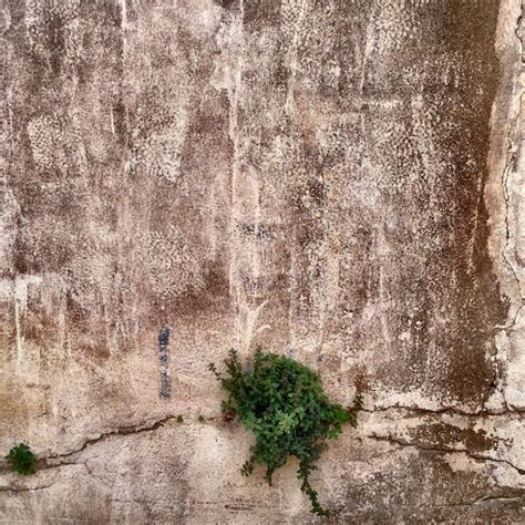 Premium Photo Plant Growing On Weathered Wall