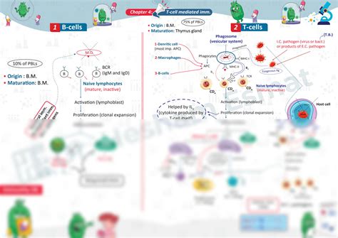 Solution Explanation With Pictures Charts Faculty Of Medicine All Immunity Boards Antigens T