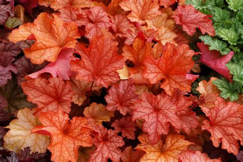 Купить семена Гейхера Heuchera Paprika в Москве: доставка семян по ...