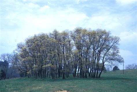 Sassafras Albidum Sassafras Go Botany