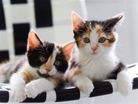 Sexing A Kitten Captions Editor
