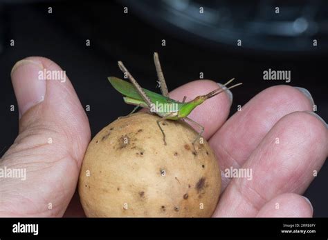 Close Up With Various Species Of Short Horned Acrida Grasshopper Stock