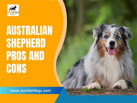 Australian Shepherd Pros And Cons World Of Dogz