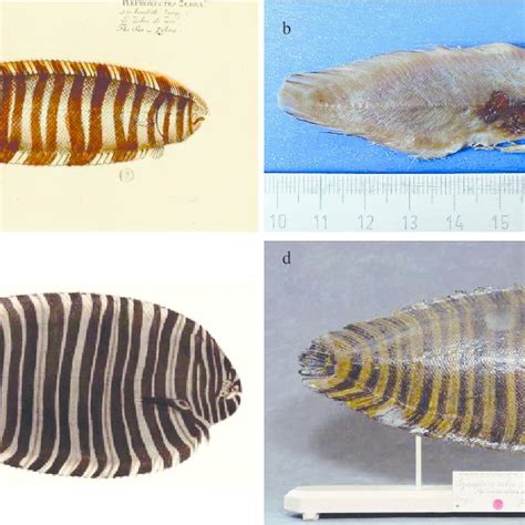 Bi Phylogenetic Tree Based On Coi Sequences Of Zebra Sole And Three