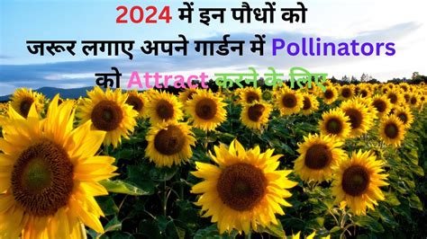 2024 Mein In Paudho Ko Jarur Lagaye Apne Garden Mein Pollinators Ko